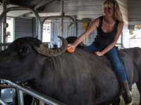 Ramini Mozzarella – Handcrafted, real buffalo mozzarella